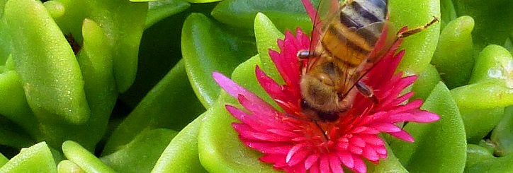 ESP March Update is out now - Ecosystem Services Partnership