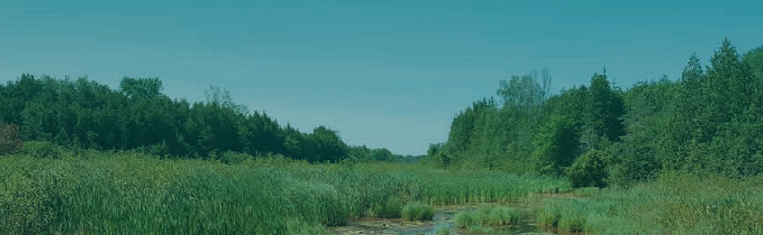 Wetlands Ecosystem Services and/as Nature-based Solutions - Ecosystem ...